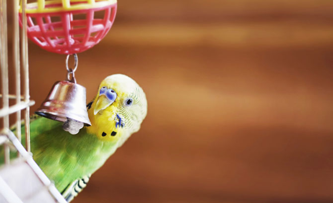Bird Caring Tips for Your New Feathered Friend - Valley Animal Hospital