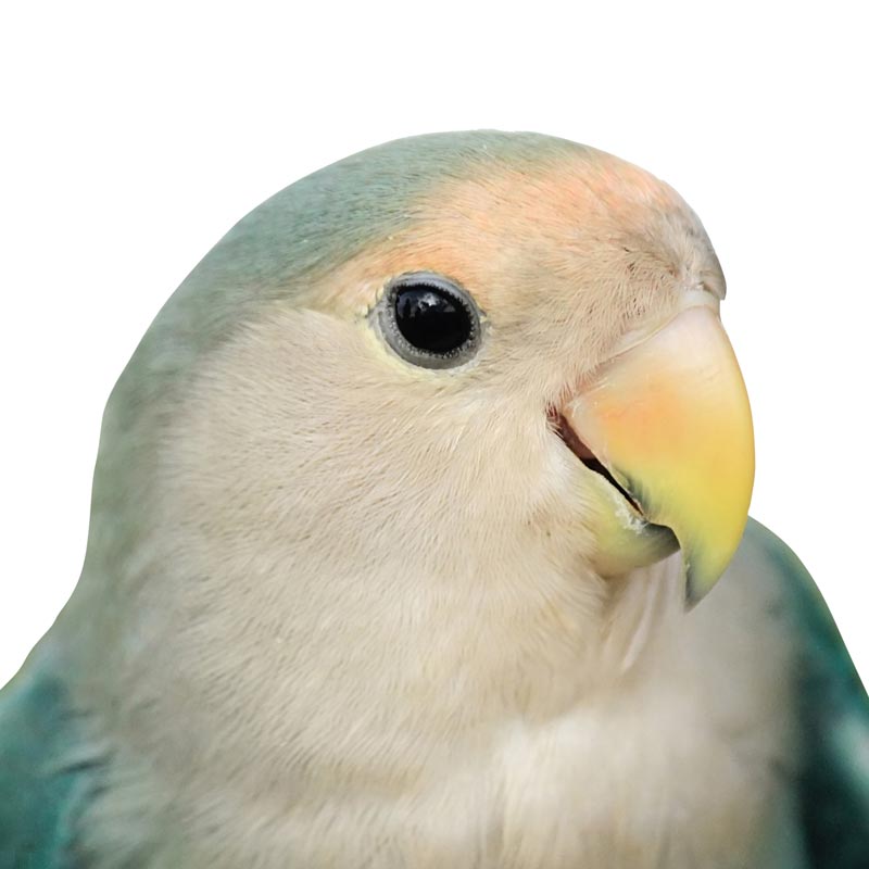 Maintaining a Healthy Beak for Your Feathered Friend - Valley Animal ...