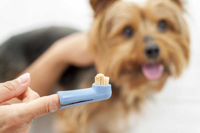 How to Keep Your Pet’s Teeth Healthy at Home - Valley Animal Hospital