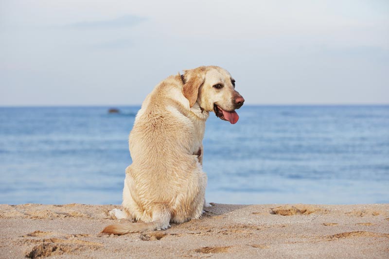 Make Sure Your Dog is Ready for Spring Break - Valley Animal Hospital