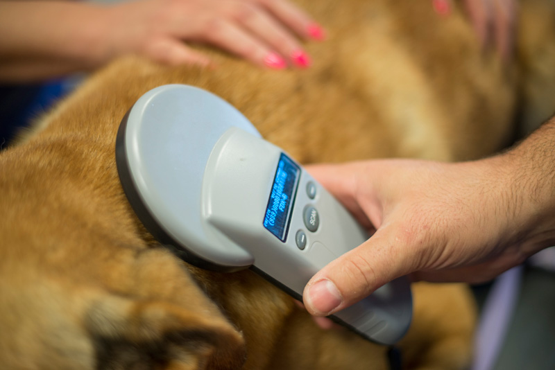 Microchipping: What You Should Know About It and Why It’s Beneficial ...