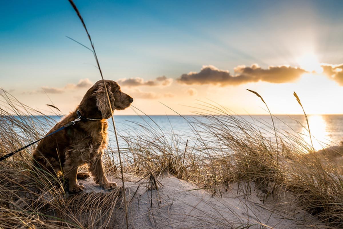 The Spring Break Pooch: A Few Things to Know About When Taking Your Dog ...