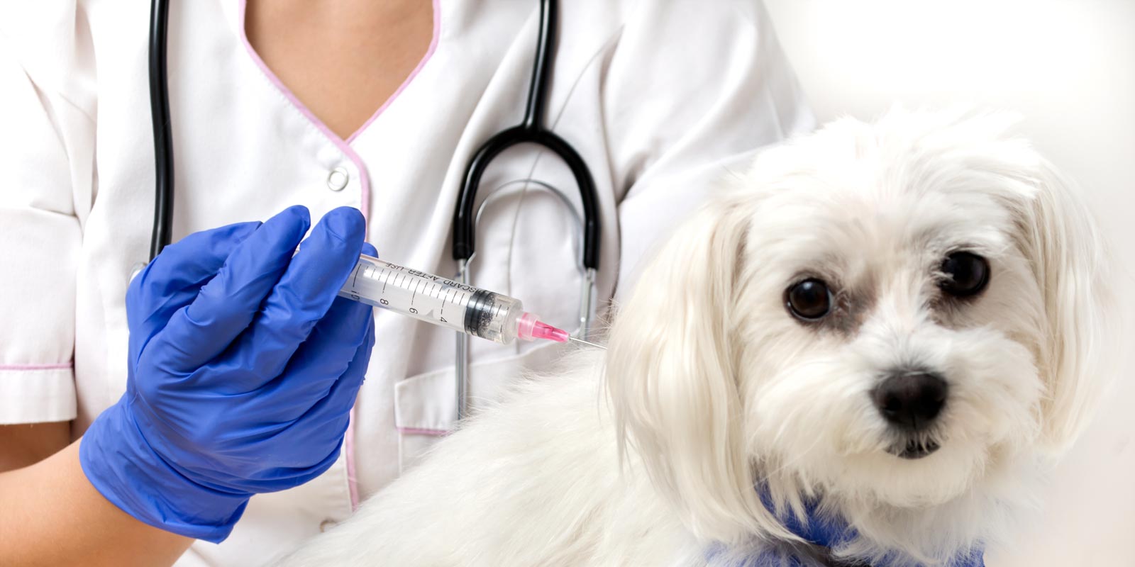 Vaccinations for Your Pets - Valley Animal Hospital