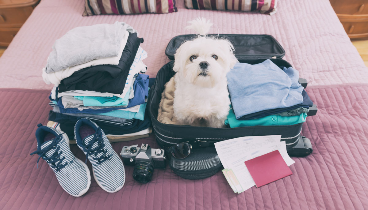 4 Tips for a Hassle-Free Spring Break Trip with Your Pet