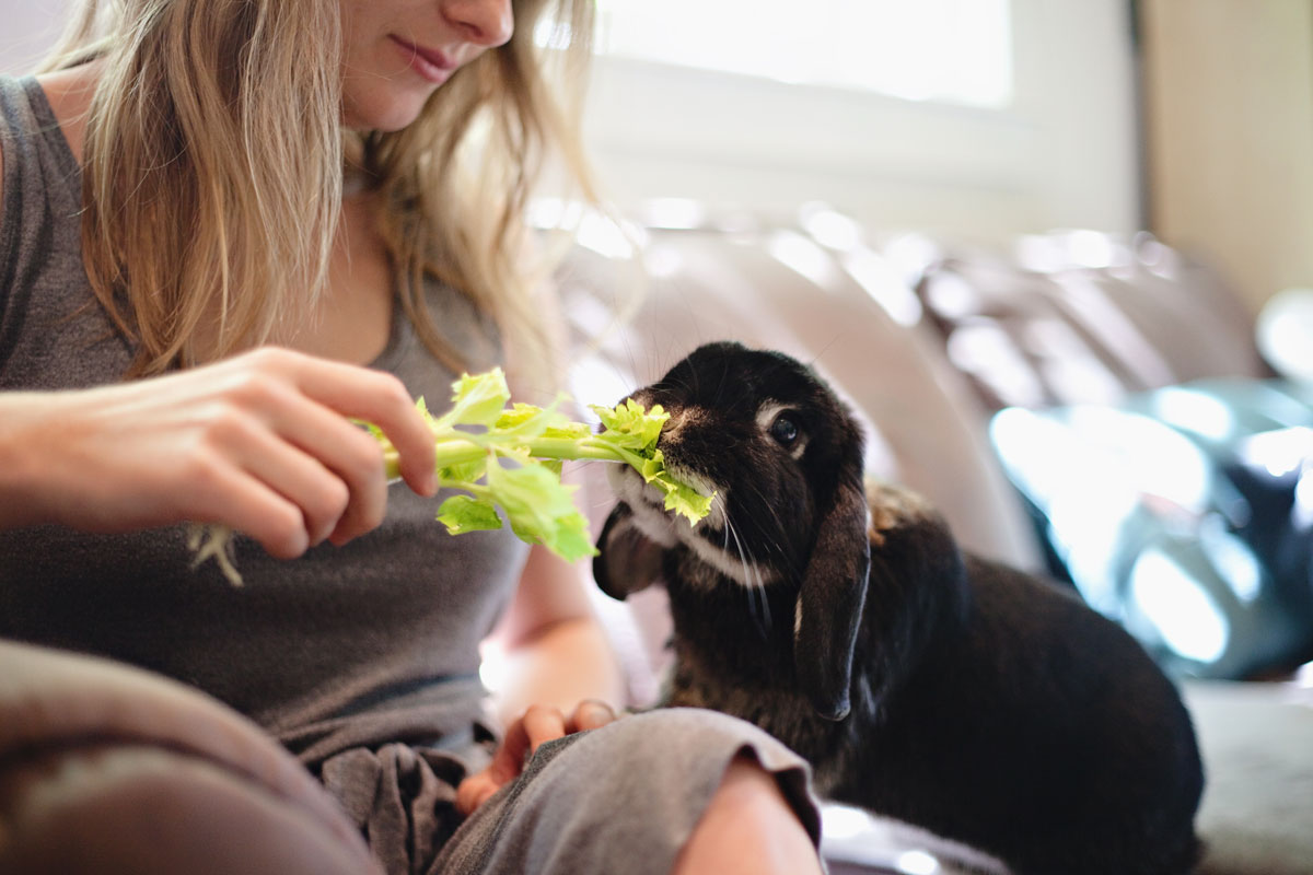 Tips to Help Boost Your Small Pet’s Well-Being! - Valley Animal Hospital