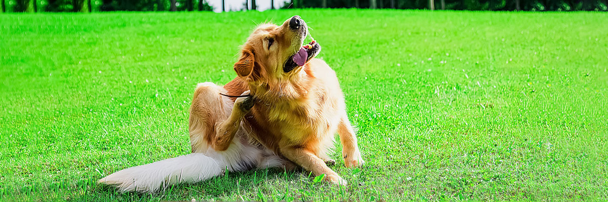 4 Steps to Protect Your Pets Against Pests this Summer