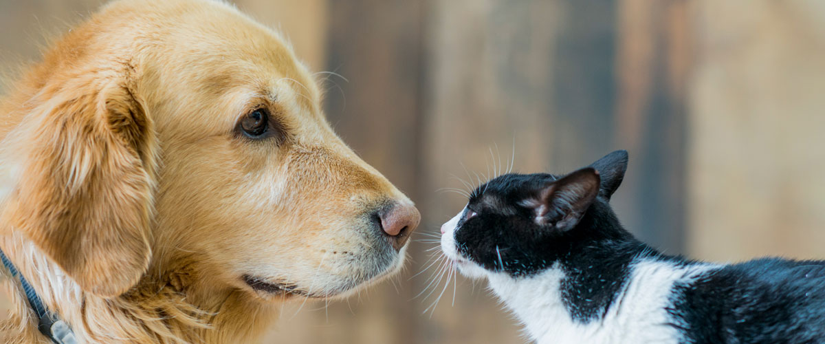 Choosing a Pet: 7 Steps to Picking Your Perfect Fur-Ever Friend ...