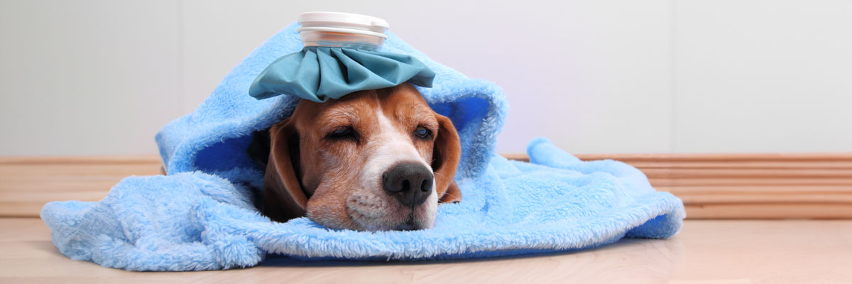 Understanding Dog Flu from Our McAllen Veterinarians - Valley Animal ...
