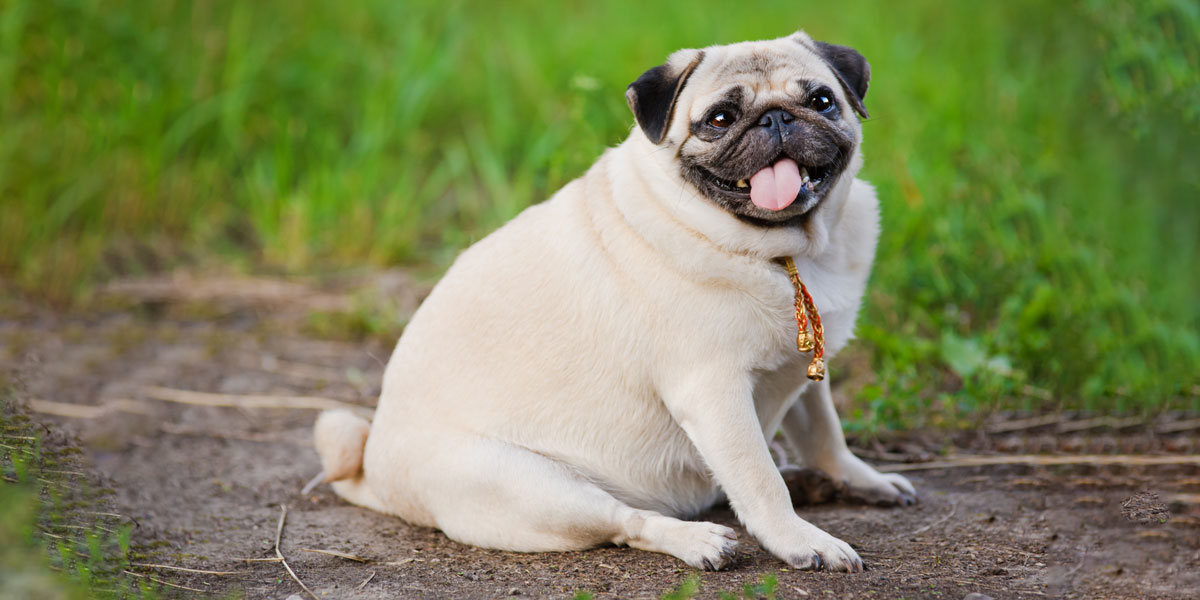 Animal Hospital McAllen: Help Your Pet Maintain a Healthy Weight ...