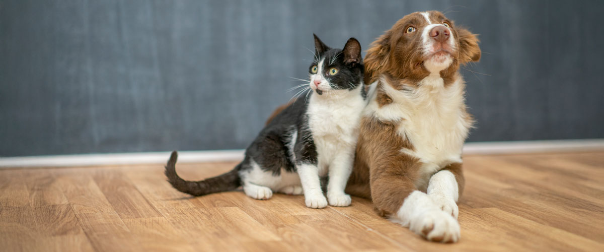 Understanding Common Pet Health Issues and How to Prevent Them - Valley ...